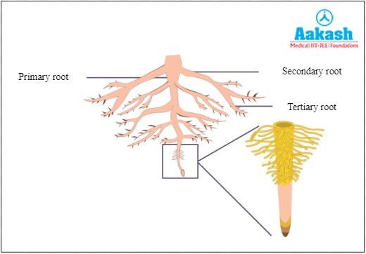 Root: Definition, Explanation, Characteristic features & Types | AESL
