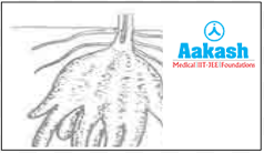 Roots: Function, Modifications & Examples | AESL