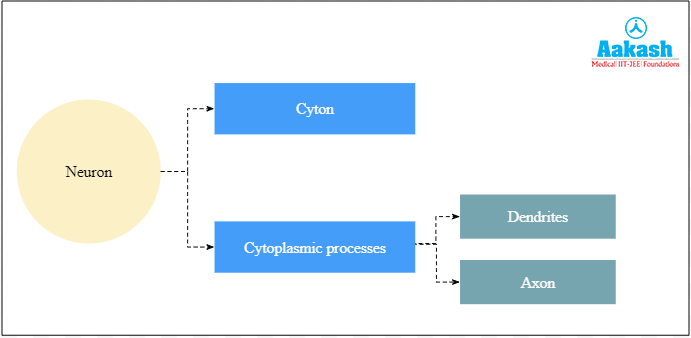 Neural Tissue Diagram, Function, Neuroglial Cells & Nervous System | AESL