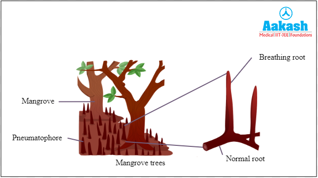 Root: Definition, Explanation, Characteristic features & Types | AESL