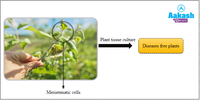Tissue Culture: Definition, Steps, Applications & Micropropagation | AESL