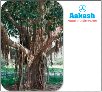 Root: Definition, Explanation, Characteristic features & Types | AESL