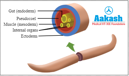 Phylum Aschelminthes: Examples, Characteristics & Classification | AESL