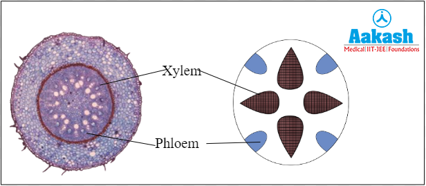 Plant Vascular System, Vascular Bundles Types & Differences | AESL
