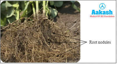 Roots: Function, Modifications & Examples | AESL