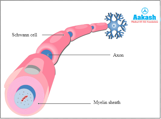 Neural Tissue Diagram, Function, Neuroglial Cells & Nervous System | AESL
