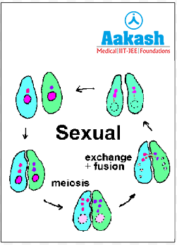 Protista: Definition, Reproduction, Protist metabolism & Habitat | AESL