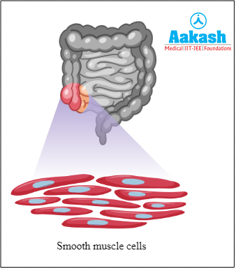 Muscle Tissue: Types, Structure, Functions & Properties | AESL