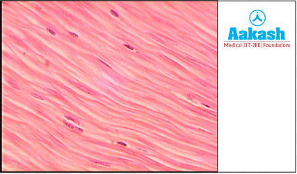 Muscle Tissue: Types, Structure, Functions & Properties | AESL