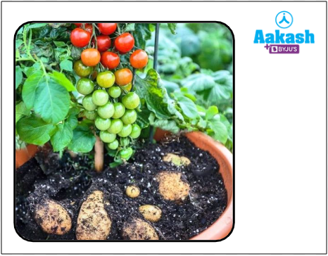 Tissue Culture: Definition, Steps, Applications & Micropropagation | AESL