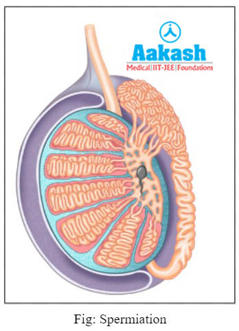 Spermatogenesis Definition, Stages & Gametogenesis Types | AESL
