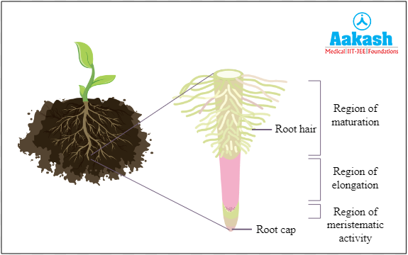 Root: Definition, Explanation, Characteristic features & Types | AESL