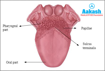 Tongue: Location, Structure, Functions, Conditions Affecting Tongue ...