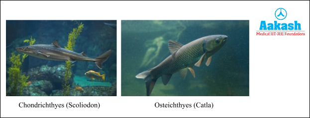 Taxonomic Hierarchy Definition & Taxonomic Categories Formation | AESL