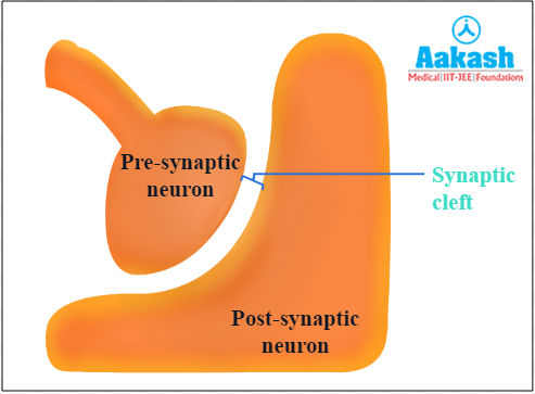 Synapse: Meaning, Types & Transmission of Impulse | AESL