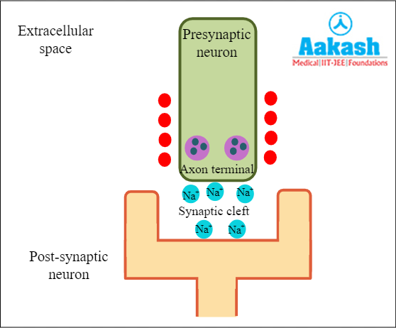 Synapse: Meaning, Types & Transmission of Impulse | AESL