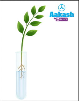 Tissue Culture: Definition, Steps, Applications & Micropropagation | AESL