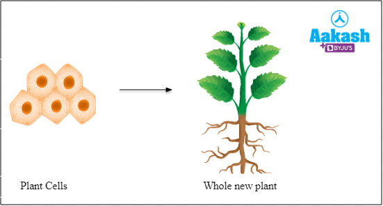 Tissue Culture: Definition, Steps, Applications & Micropropagation | AESL