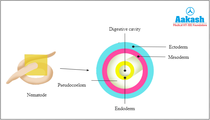 Phylum Aschelminthes: Examples, Characteristics & Classification | AESL