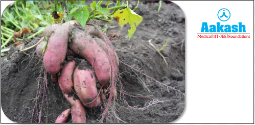 Root: Definition, Explanation, Characteristic features & Types | AESL