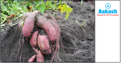 Roots: Function, Modifications & Examples | AESL