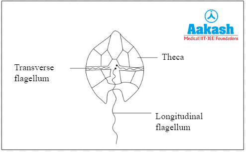 Plant like Protists: Characteristics & Examples | AESL