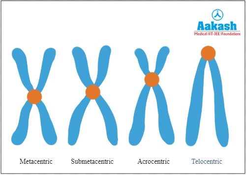 Phylogenetic and Phenetic System of Classification | AESL