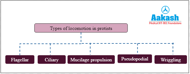 Protista: Definition, Reproduction, Protist metabolism & Habitat | AESL