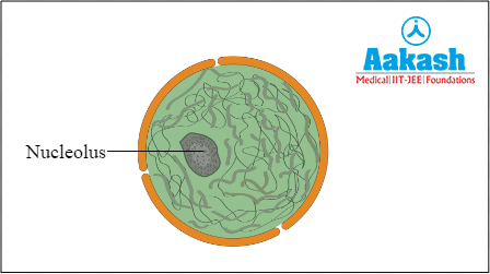 Nucleolus: Definition, Structure, Function & Nucleus | AESL