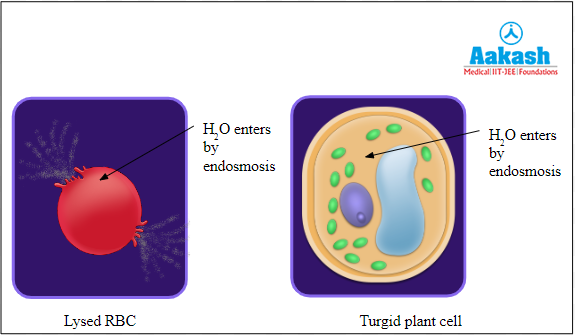 Plasmolysis in Biology: Definition, Types and Importance | AESL