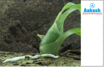 Parts of a plant Diagram, Plant kingdom, Root & Shoot system | AESL