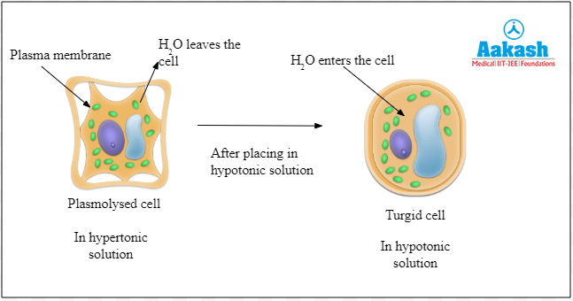 Plasmolysis in Biology: Definition, Types and Importance | AESL