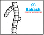 Root: Definition, Explanation, Characteristic features & Types | AESL
