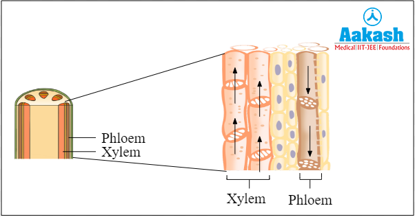 Plant Vascular System, Vascular Bundles Types & Differences | AESL