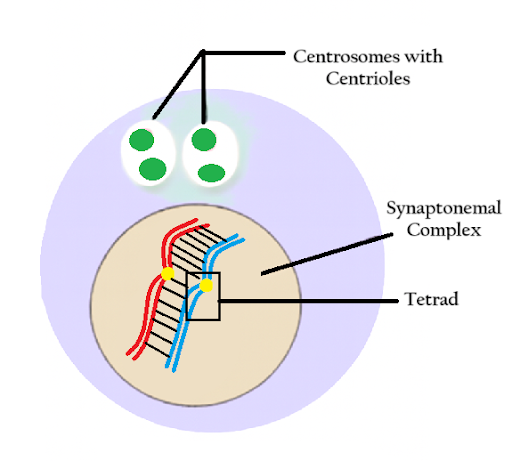 Zygotene Phase: A Simple Explanation | AESL