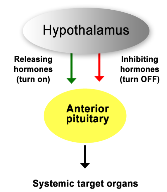 What Is Hypothalamus In Biology Definition Types And Importance Of What Is Hypothalamus In Biology Definition Types And Importance Of