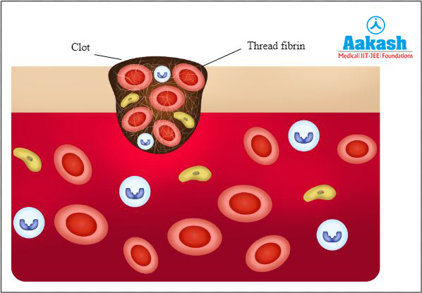 Platelets: Thrombopoeisis, Shape and Size, Mechanism of Blood Clotting ...