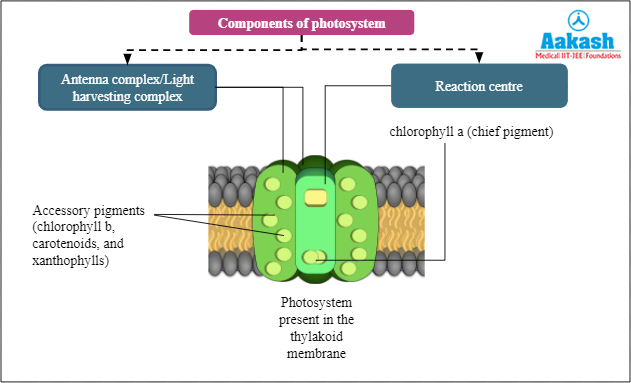 Photosynthesis an Overview : Location of Pigments, Chloroplast ...