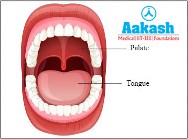 Tongue: Location, Structure, Functions, Conditions Affecting Tongue ...