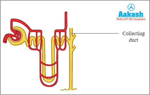 Nephron: Structure and Types, Juxtaglomerular Apparatus (JGA ...