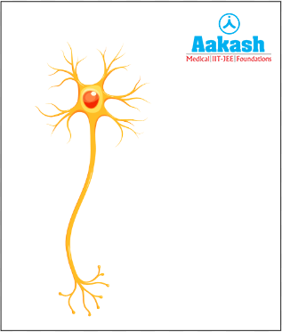 Structure and Types of Neuron, Nerves, Myelinated and Non myelinated ...