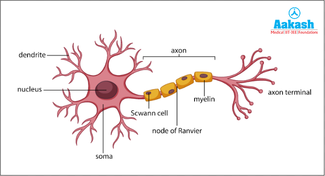 Structure and Types of Neuron, Nerves, Myelinated and Non myelinated ...