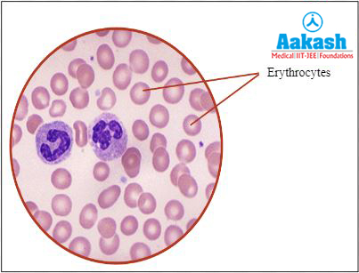 Platelets: Thrombopoeisis, Shape and Size, Mechanism of Blood Clotting ...