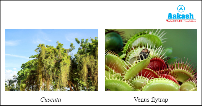 What are-Plants in Biology: Definition, Types and Importance | AESL