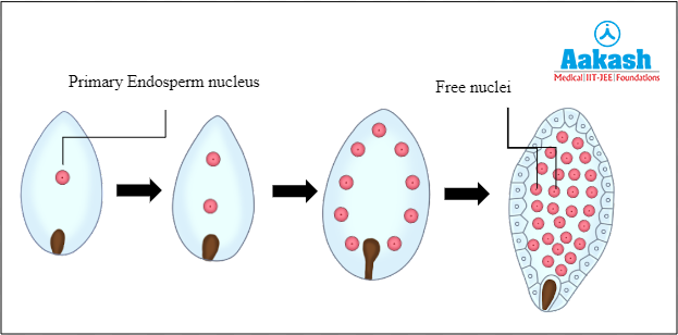 Post-Fertilisation Events in Plants and Animals, Practice Problems, and ...