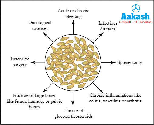 Platelets: Thrombopoeisis, Shape and Size, Mechanism of Blood Clotting ...