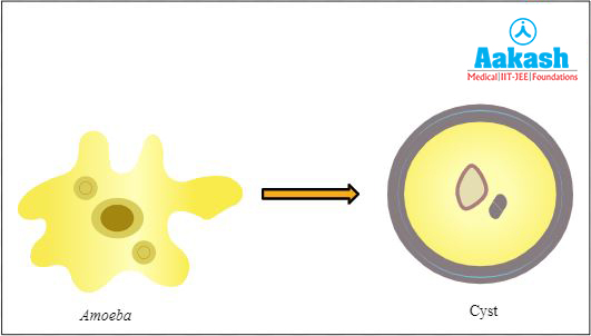 Mode of Nutrition in Amoeba in Biology: Definition, Types and ...
