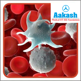 Platelets: Thrombopoeisis, Shape and Size, Mechanism of Blood Clotting ...