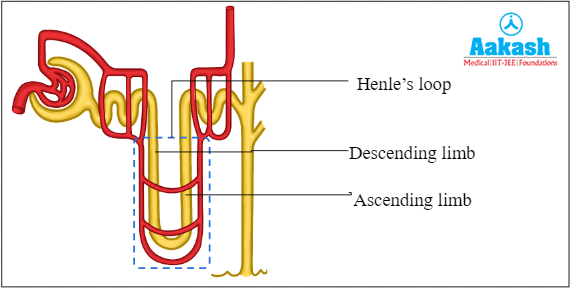 Nephron: Structure and Types, Juxtaglomerular Apparatus (JGA ...
