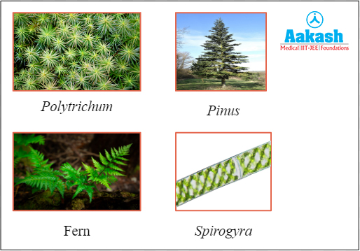 What are-Plants in Biology: Definition, Types and Importance | AESL